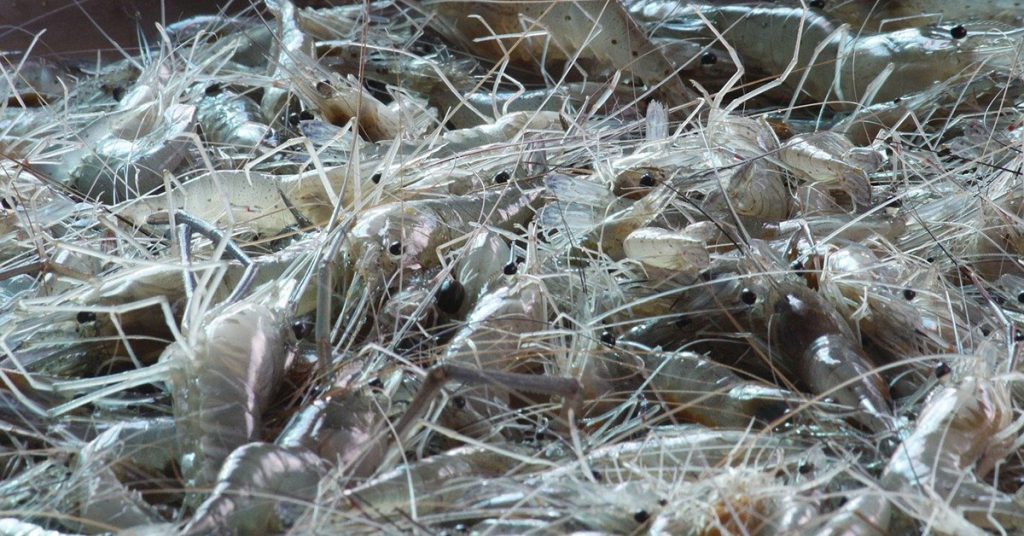 Reddy Claws - How to Choose Fresh Shrimp